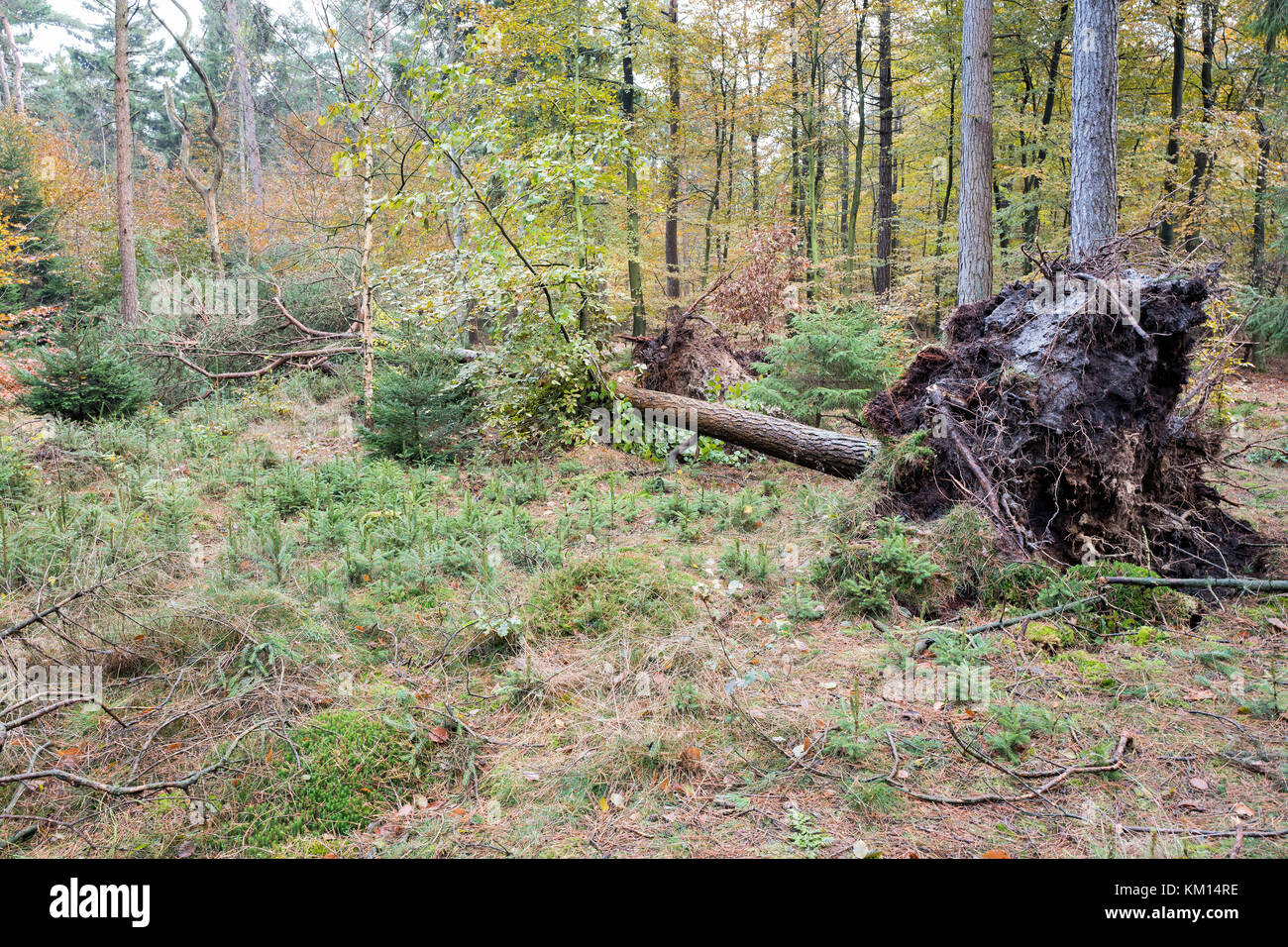 uprooted tree in forest Stock Photo - Alamy