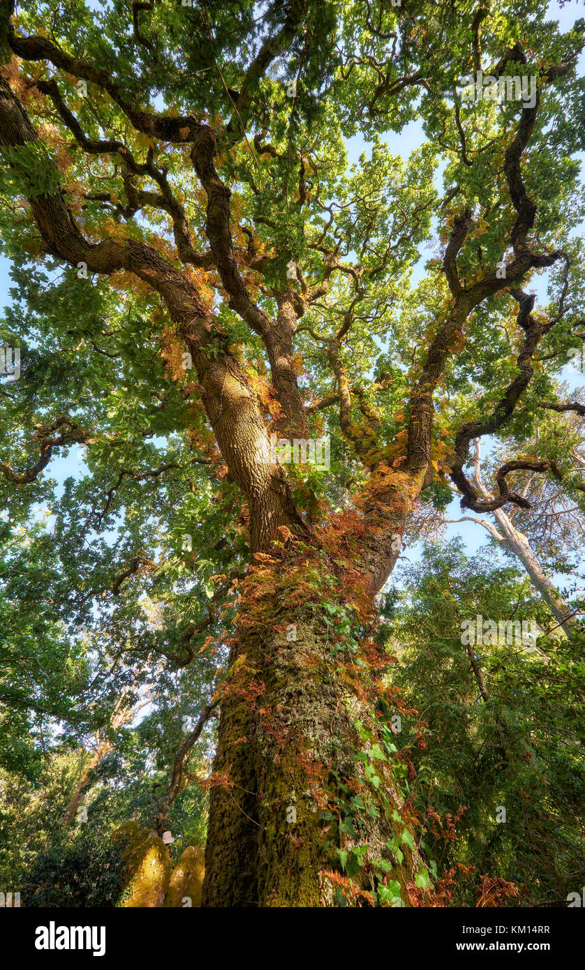 Giant sequoia tree branches hi-res stock photography and images - Alamy