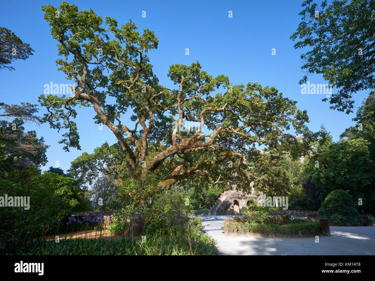 The old cork oak tree growing on the terrace of Celestial Worlds in ...