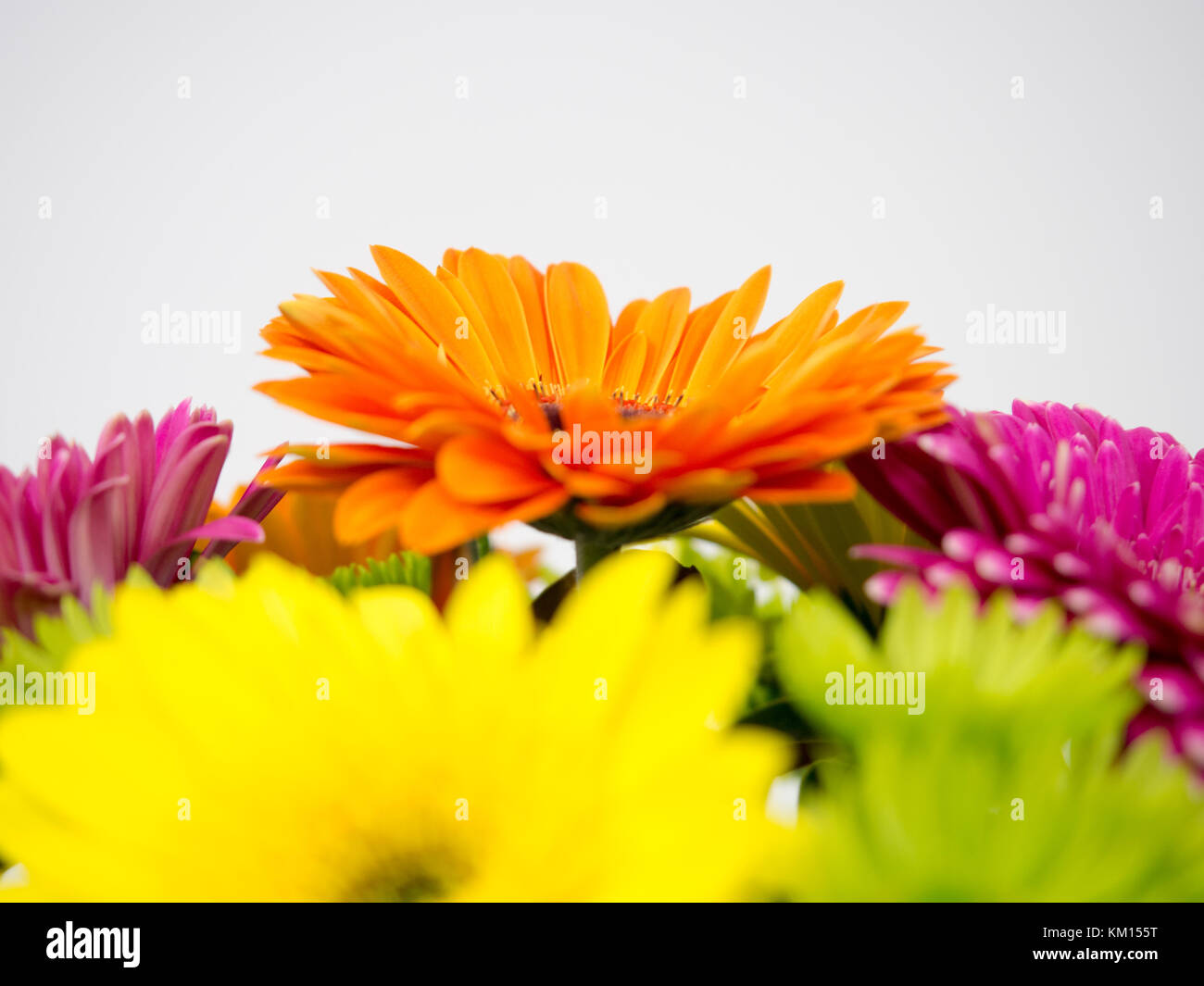 Colorful gerbera flowers with negative space Stock Photo - Alamy