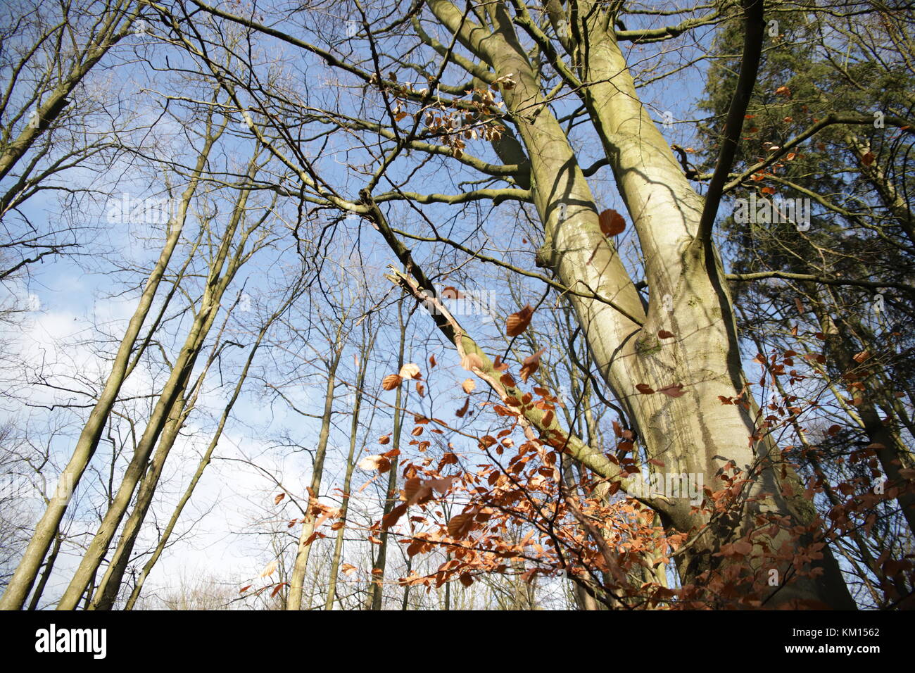 autumn trees in forest Stock Photo - Alamy