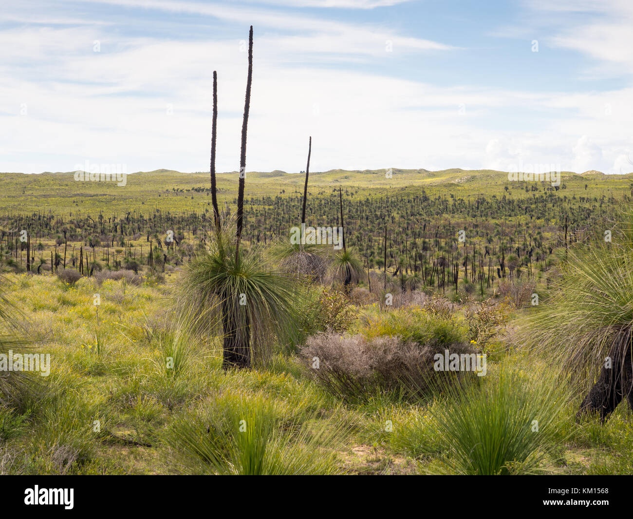 Grass trees, Wanagarren Nature Reserve, Western Australia Stock Photo ...