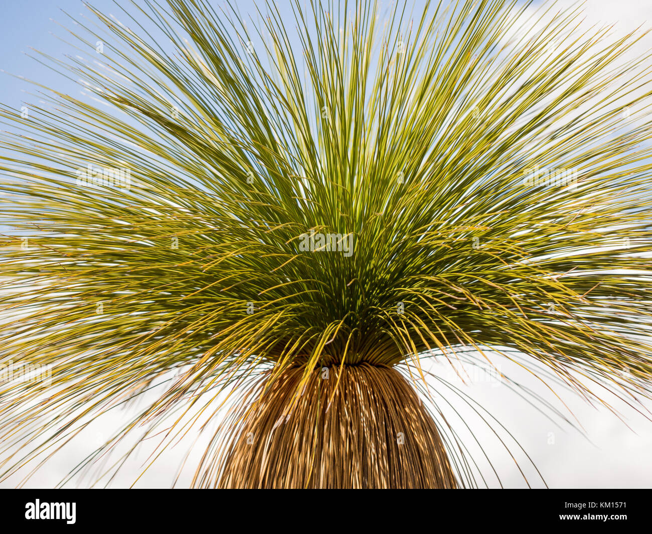 Grasstree hi-res stock photography and images - Alamy