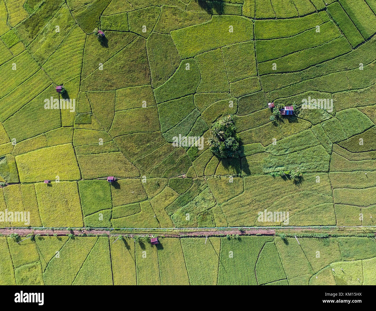 Rice field of Sulawesi in aerial drone point of view Stock Photo - Alamy