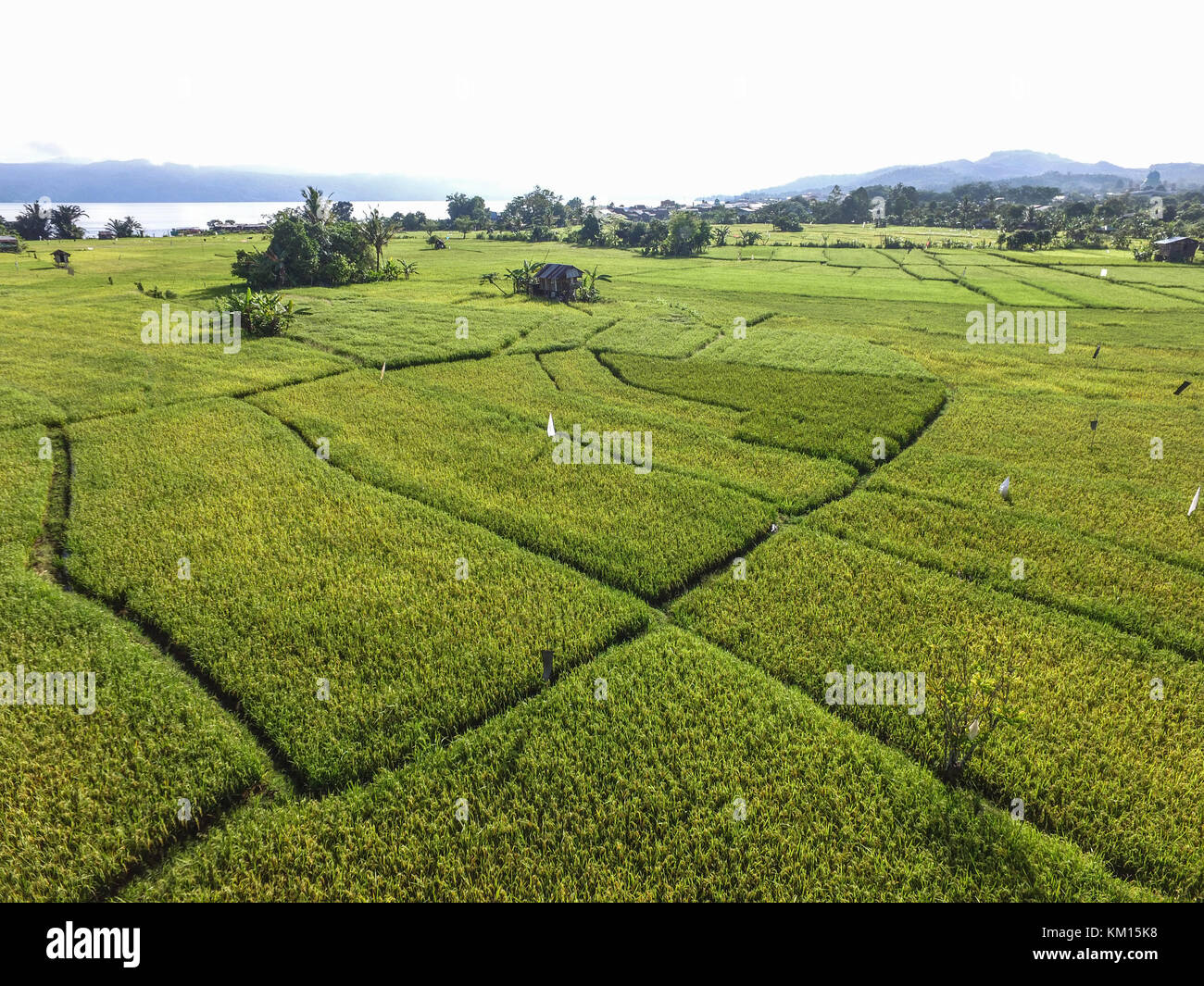 Rice field of Sulawesi in aerial drone point of view Stock Photo - Alamy