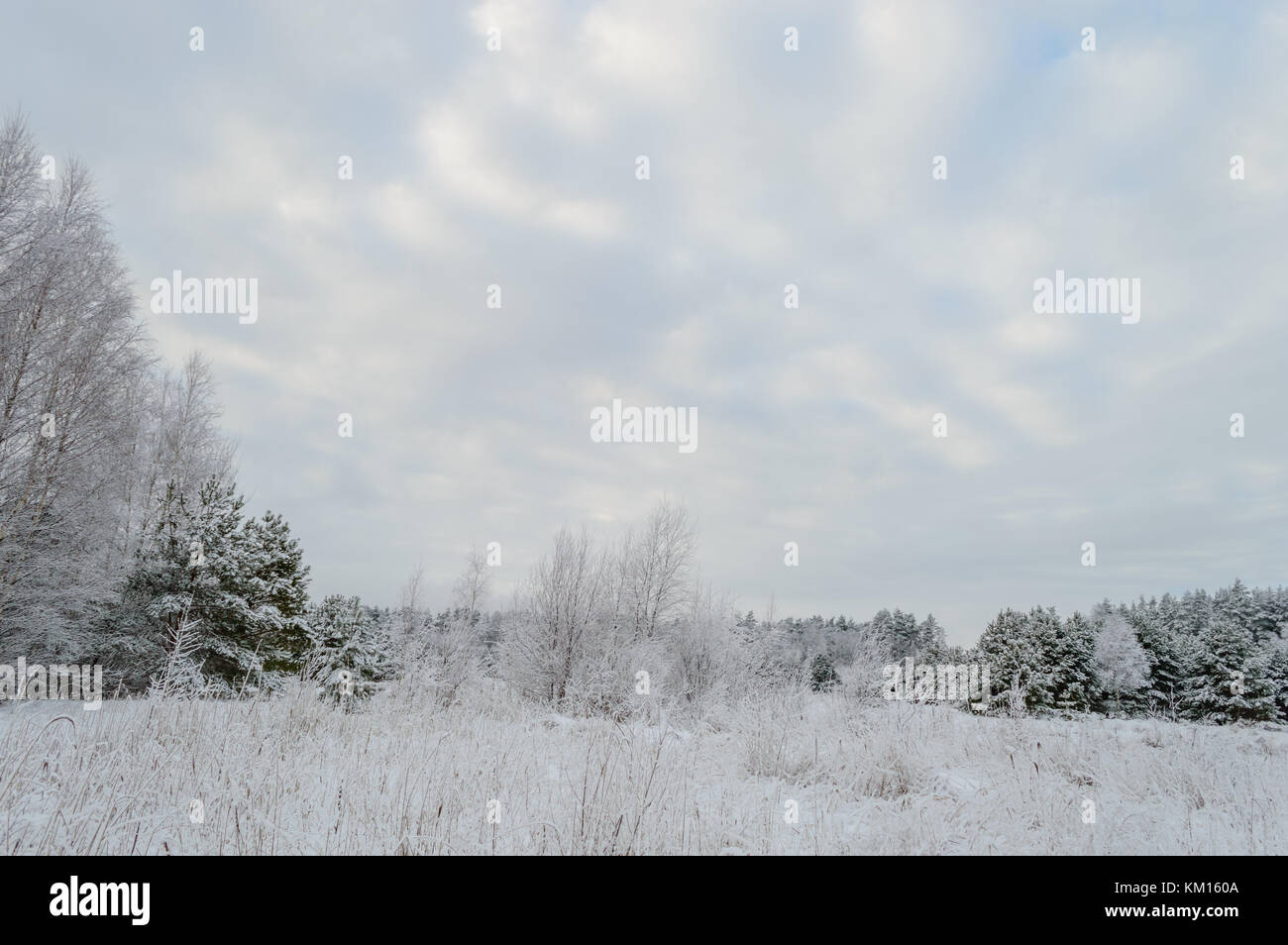 winter rural scene with snow covered trees and country road trails ...