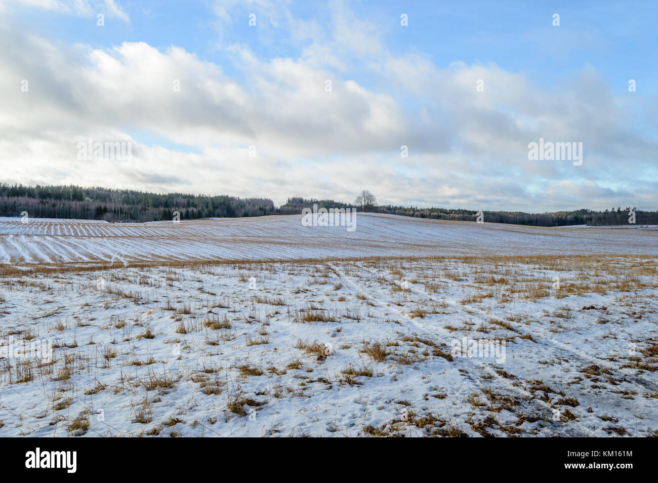winter rural scene with snow covered trees and country road trails ...