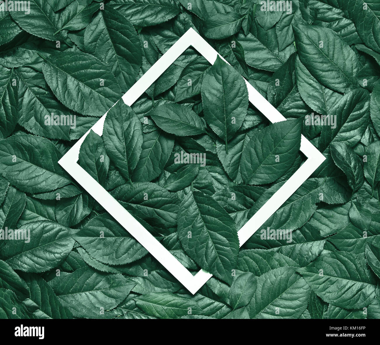 Jungle layout hi-res stock photography and images - Alamy