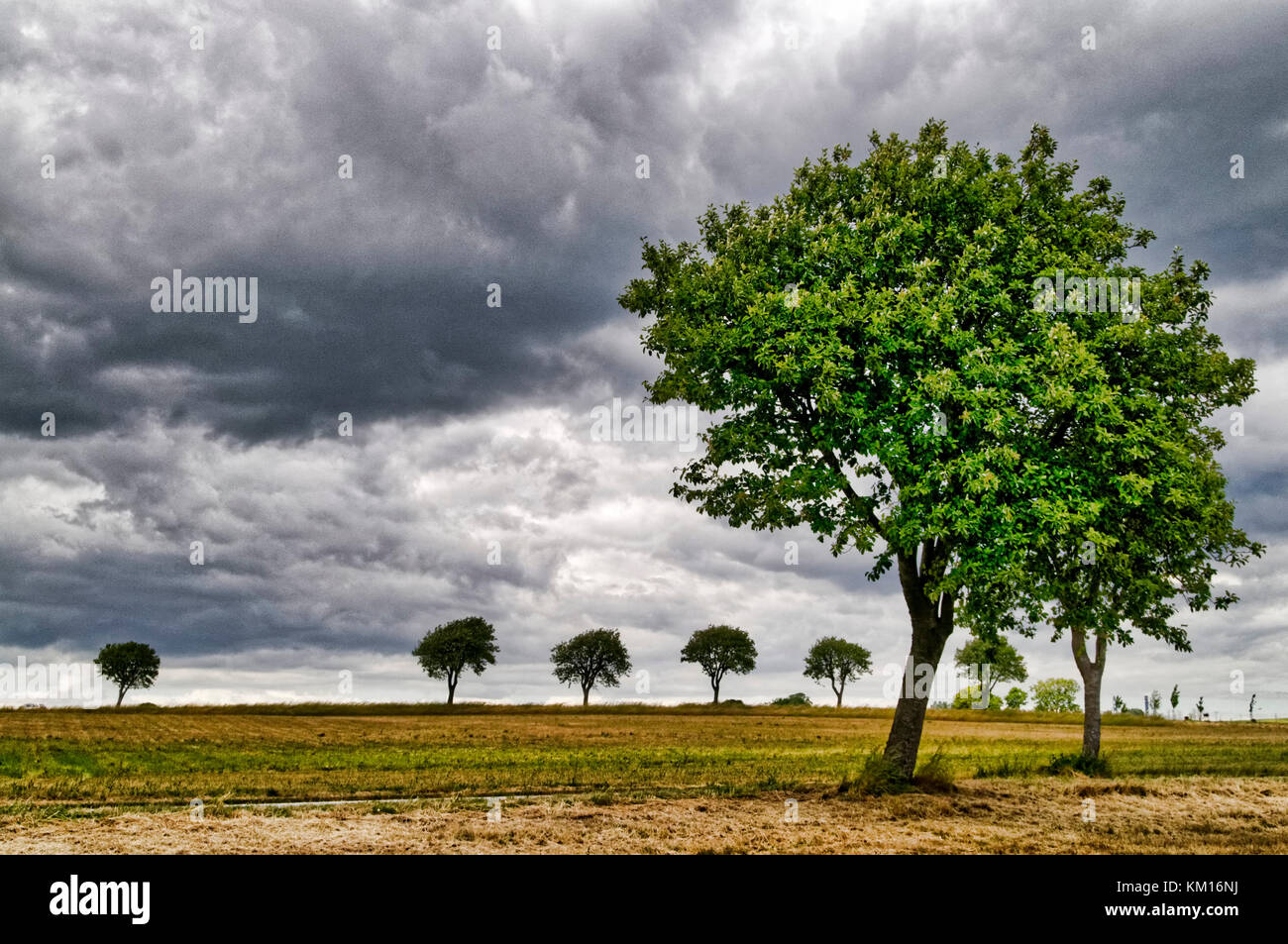 Very cloudy sky over trees in south of Sweden Stock Photo - Alamy