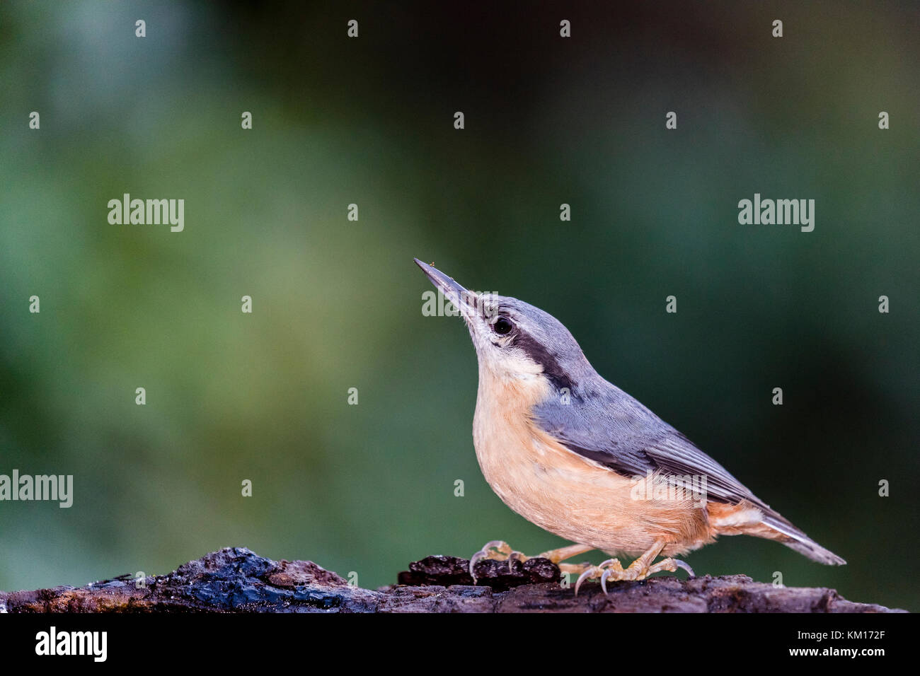 European nuthatch foraging in local woodlands Stock Photo - Alamy