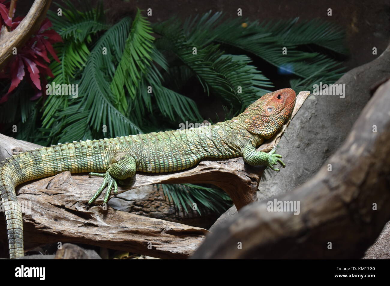 Caiman Lizard basking on a branch Stock Photo - Alamy