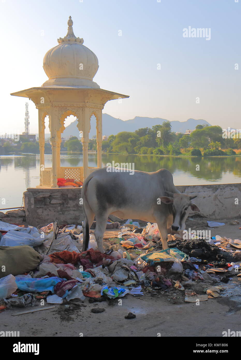 Cow eating garbage india hi-res stock photography and images - Alamy