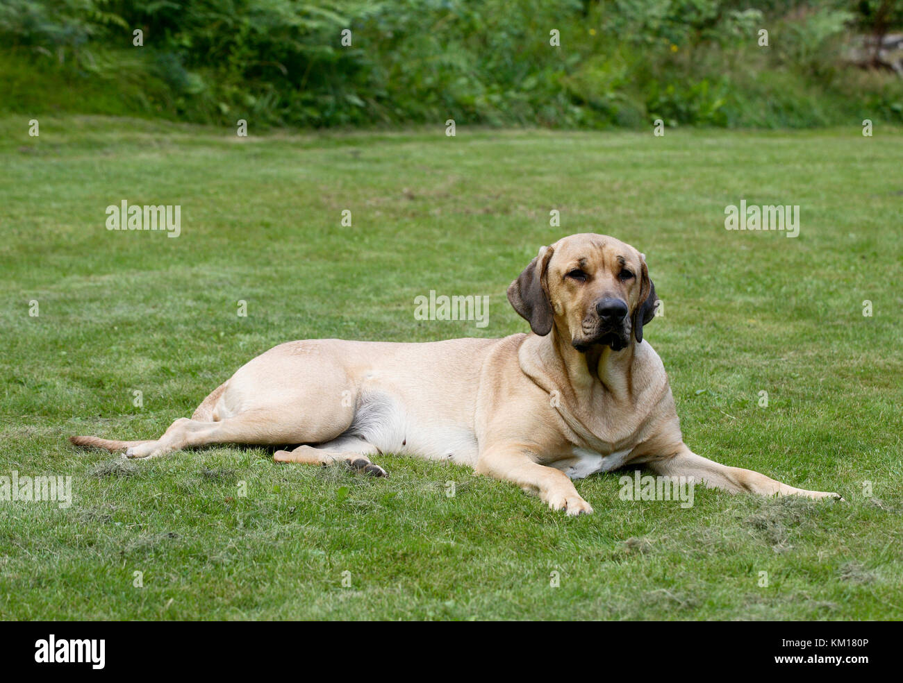 Broholmer dog hi-res stock photography and images - Alamy