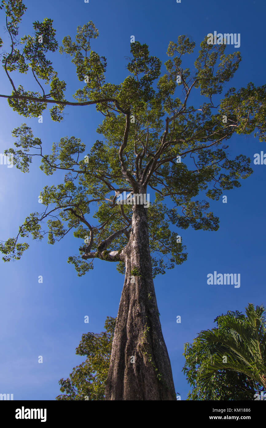 Tropical tree blue sky Stock Photo - Alamy