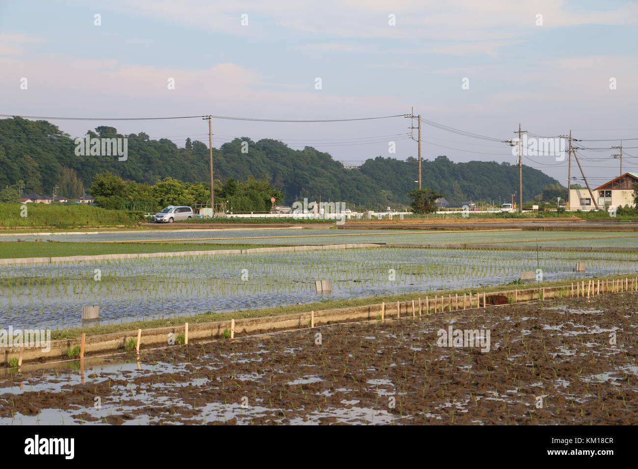 Rice fields in Japan Stock Photo - Alamy