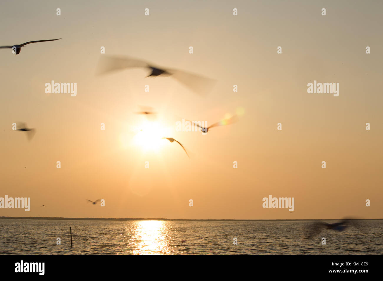 Flying Seagulls At Sunset Stock Photo - Alamy