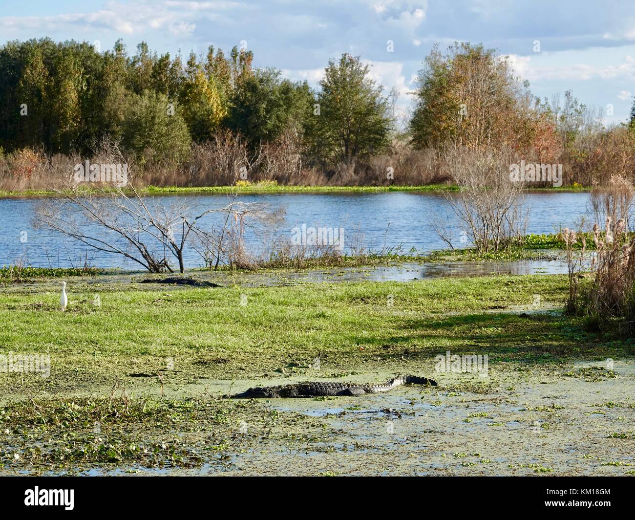 USA, Florida, Gainesville. Landscape, Paynes Prairie Preserve State ...