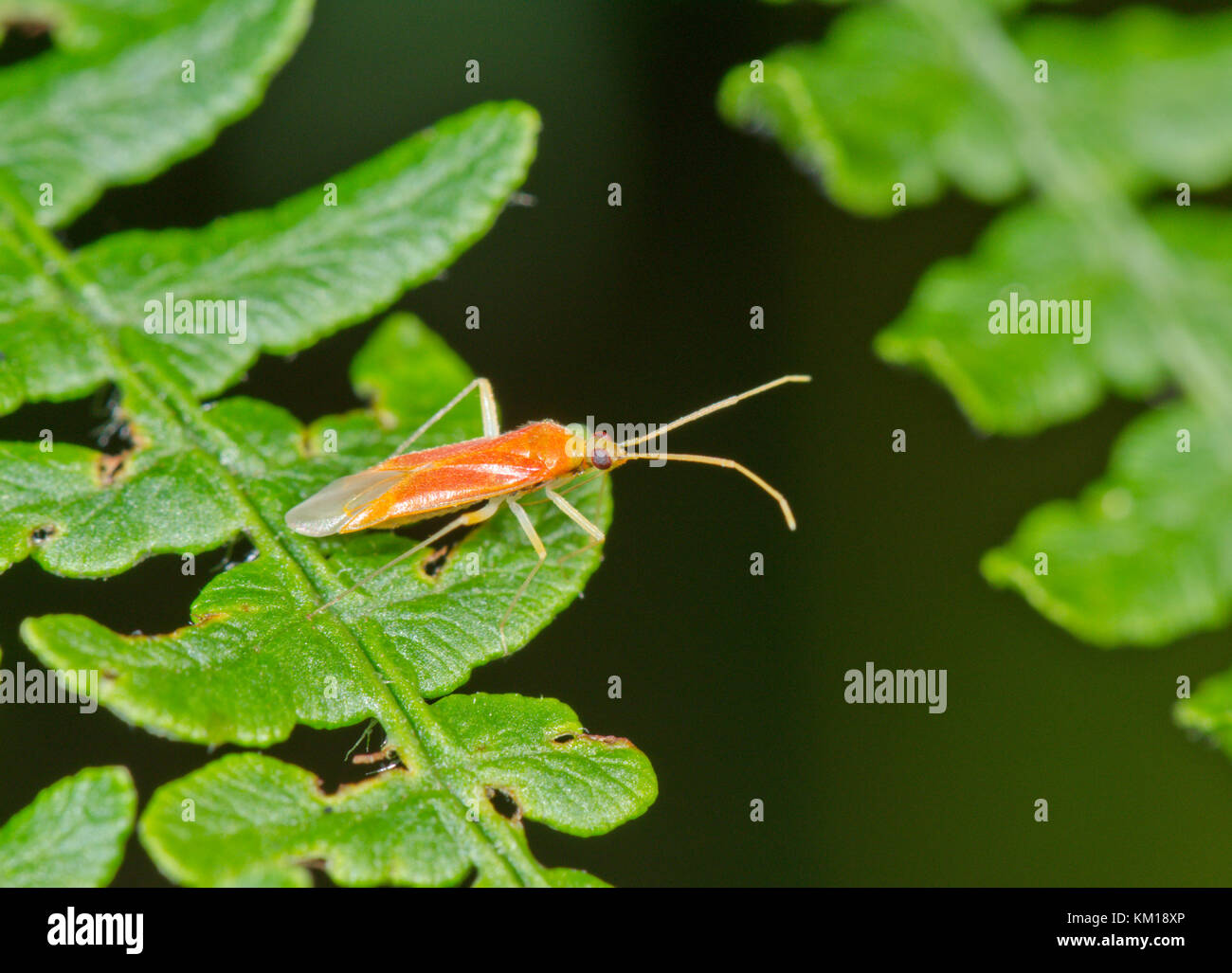 Oak bug hi-res stock photography and images - Alamy