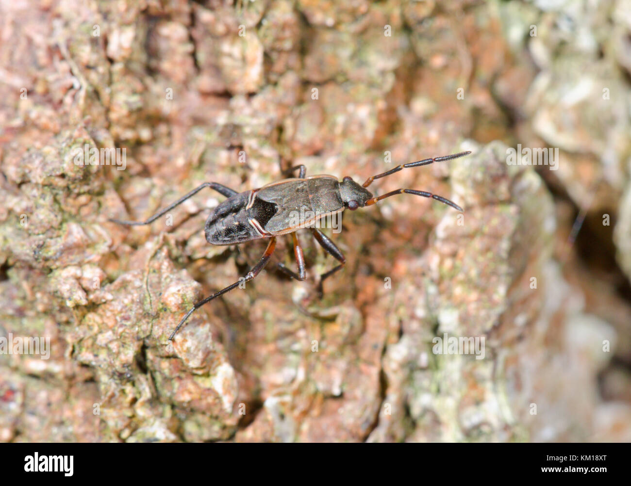 A Ground Bug Nymph (Rhyparochromus pini) - Lygaeidae- in Sussex, UK ...