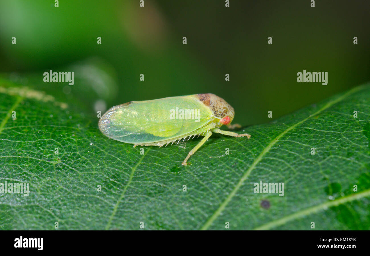 Oak Leafhopper (Iassus lanio), Sussex, UK Stock Photo - Alamy
