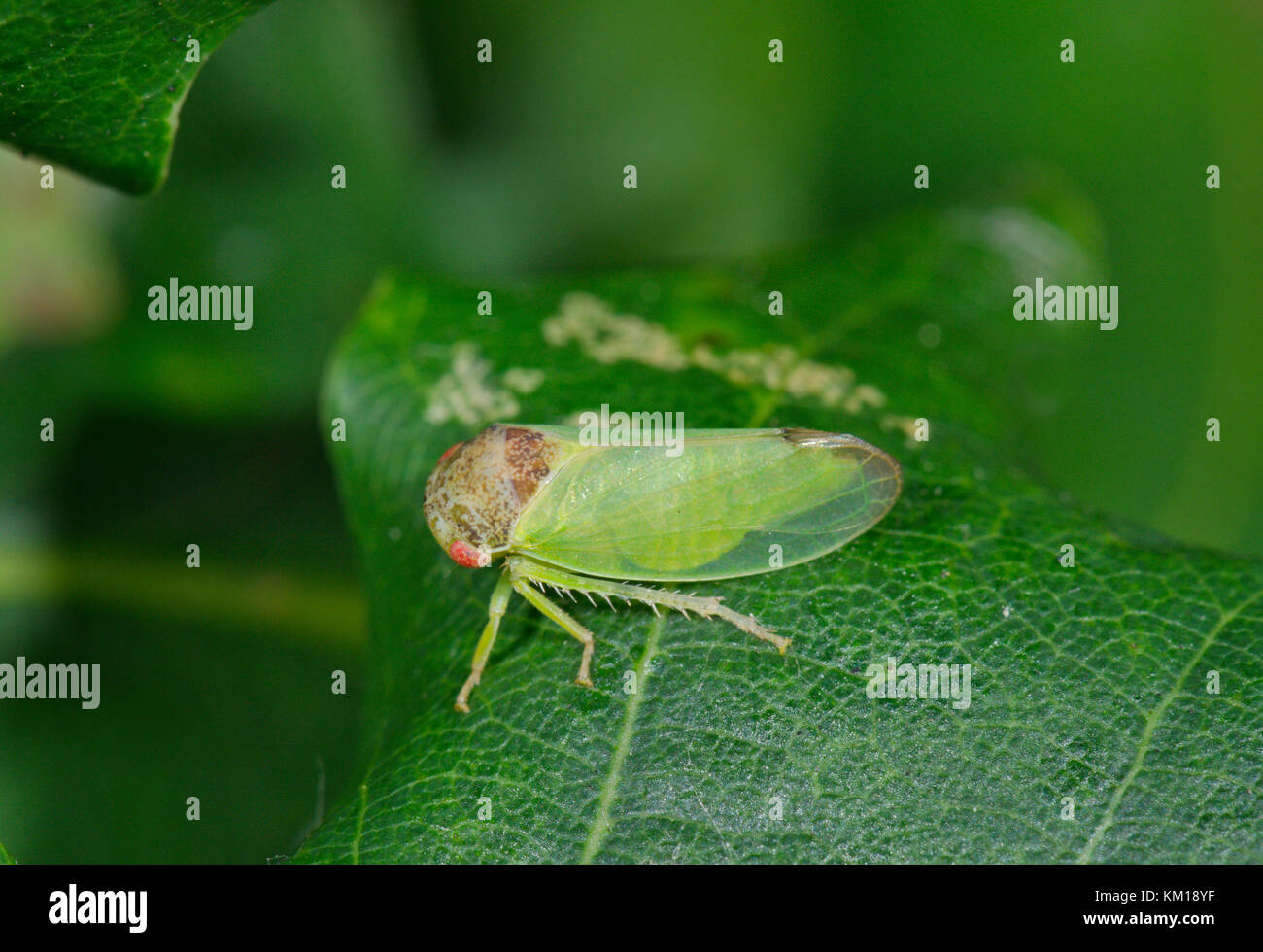 Oak Leafhopper (Iassus lanio), Sussex, UK Stock Photo - Alamy