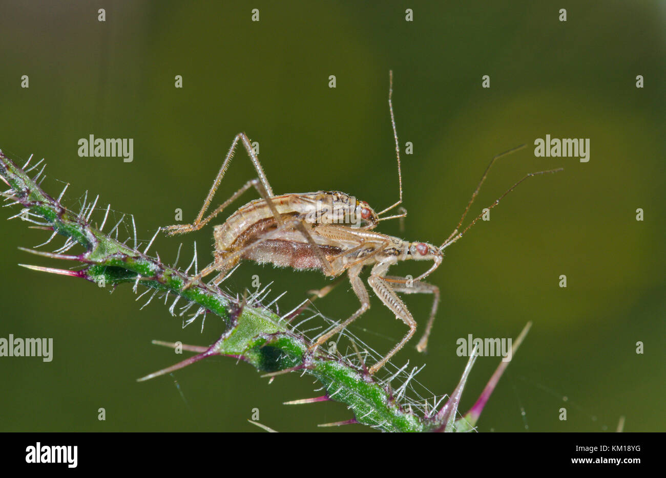 Mating Pair of Marsh Damsel Bugs (Nabis limbatus), Nabidae in Sussex ...