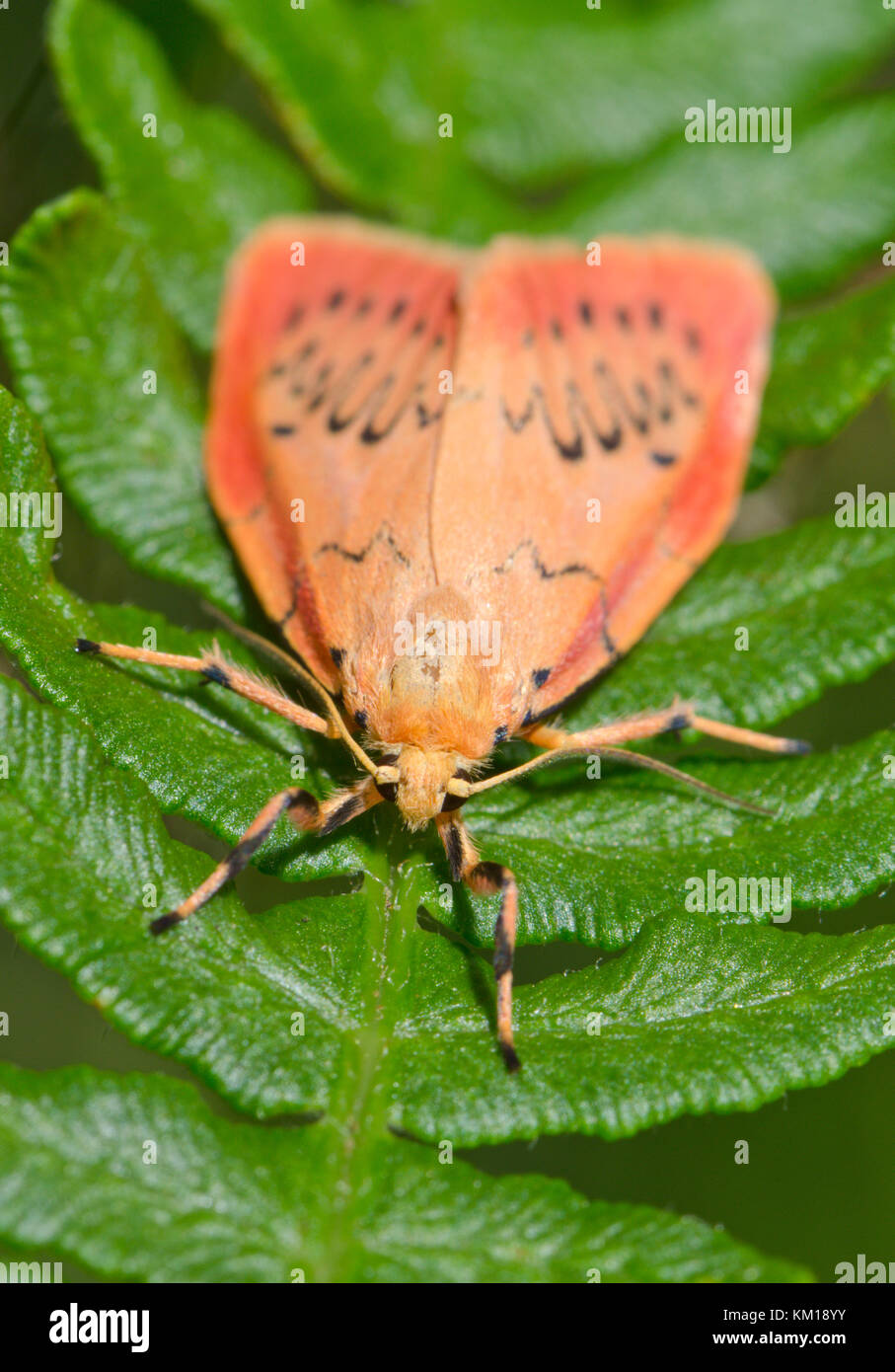A Rosy Footman Moth (Miltochrista miniata) on Bracken, Sussex, UK Stock ...
