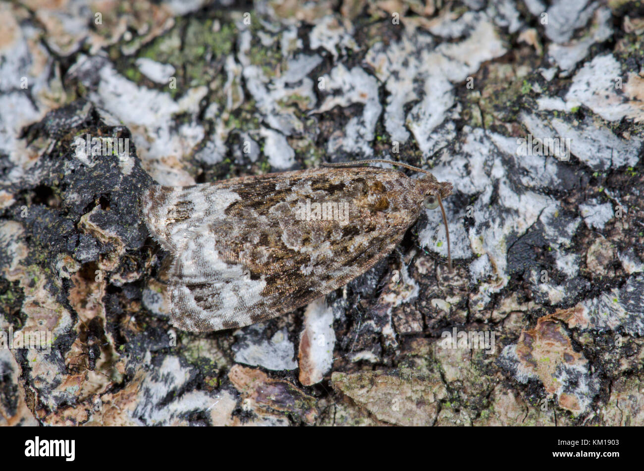 Natural Camouflage of a Sallow Marble Micro Moth (Apotomis capreana) on ...