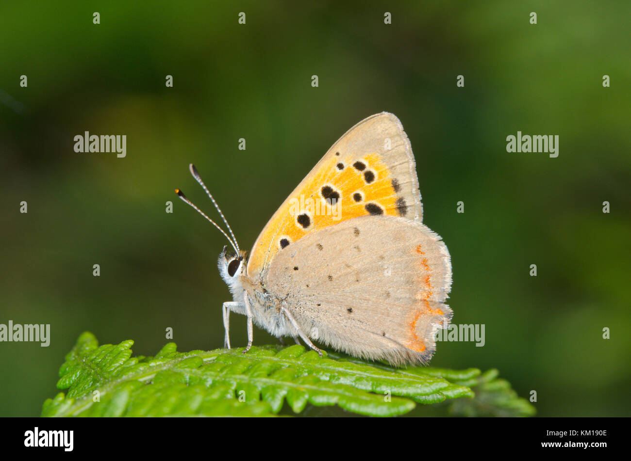 A Small Copper Butterfly showing underside (Lycaena phlaeas), Sussex ...