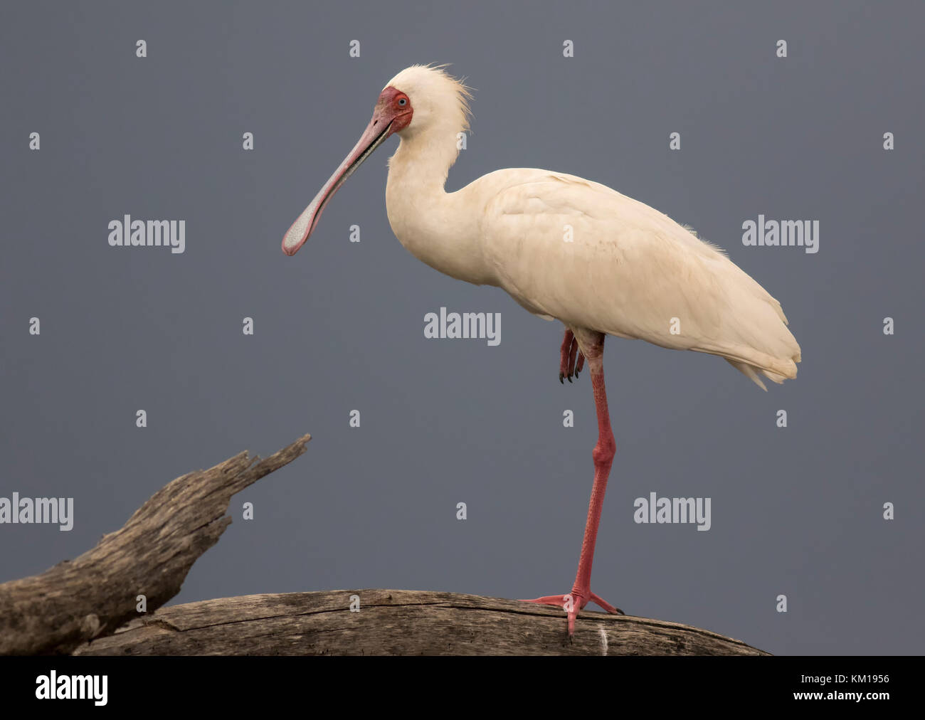 African spoonbill kenya hi-res stock photography and images - Alamy