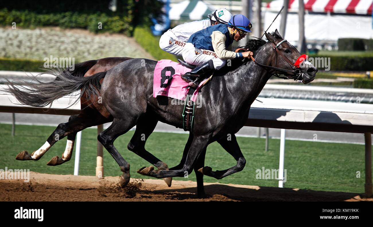 Home stretch race horses Stock Photo - Alamy