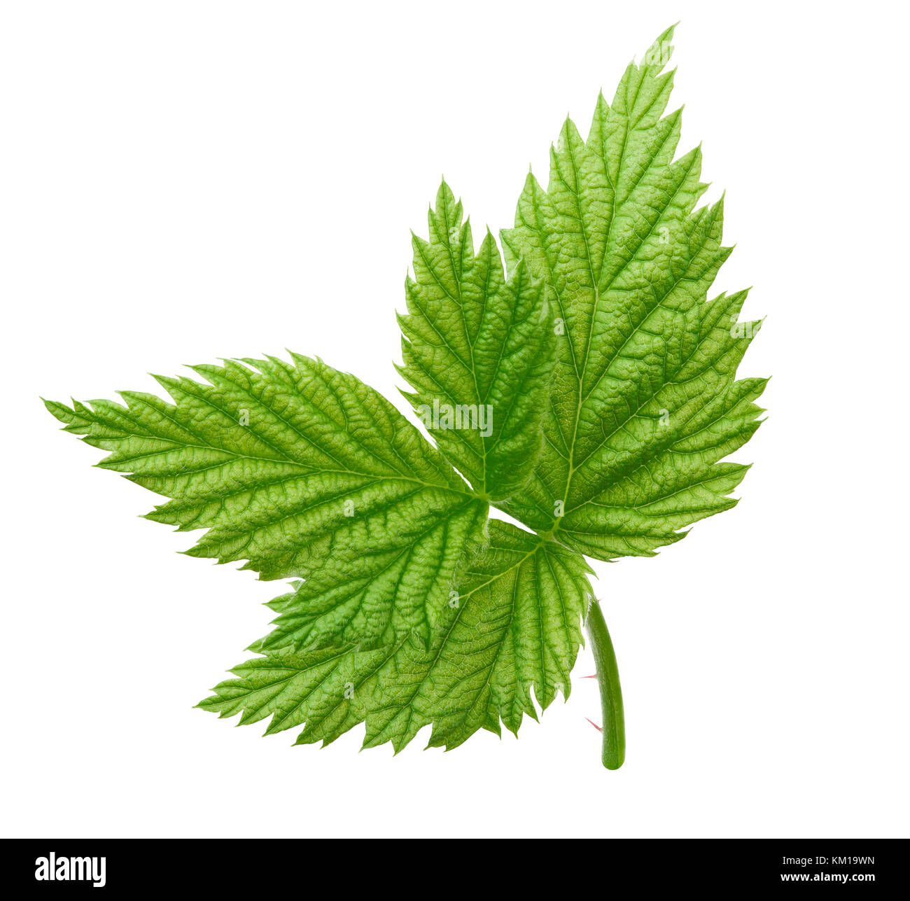Young raspberry leaf isolated Stock Photo - Alamy
