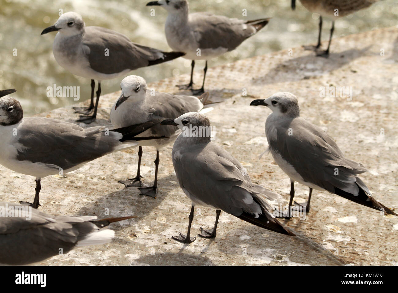 Colony of seagulls at Virginia Beach, USA Stock Photo - Alamy
