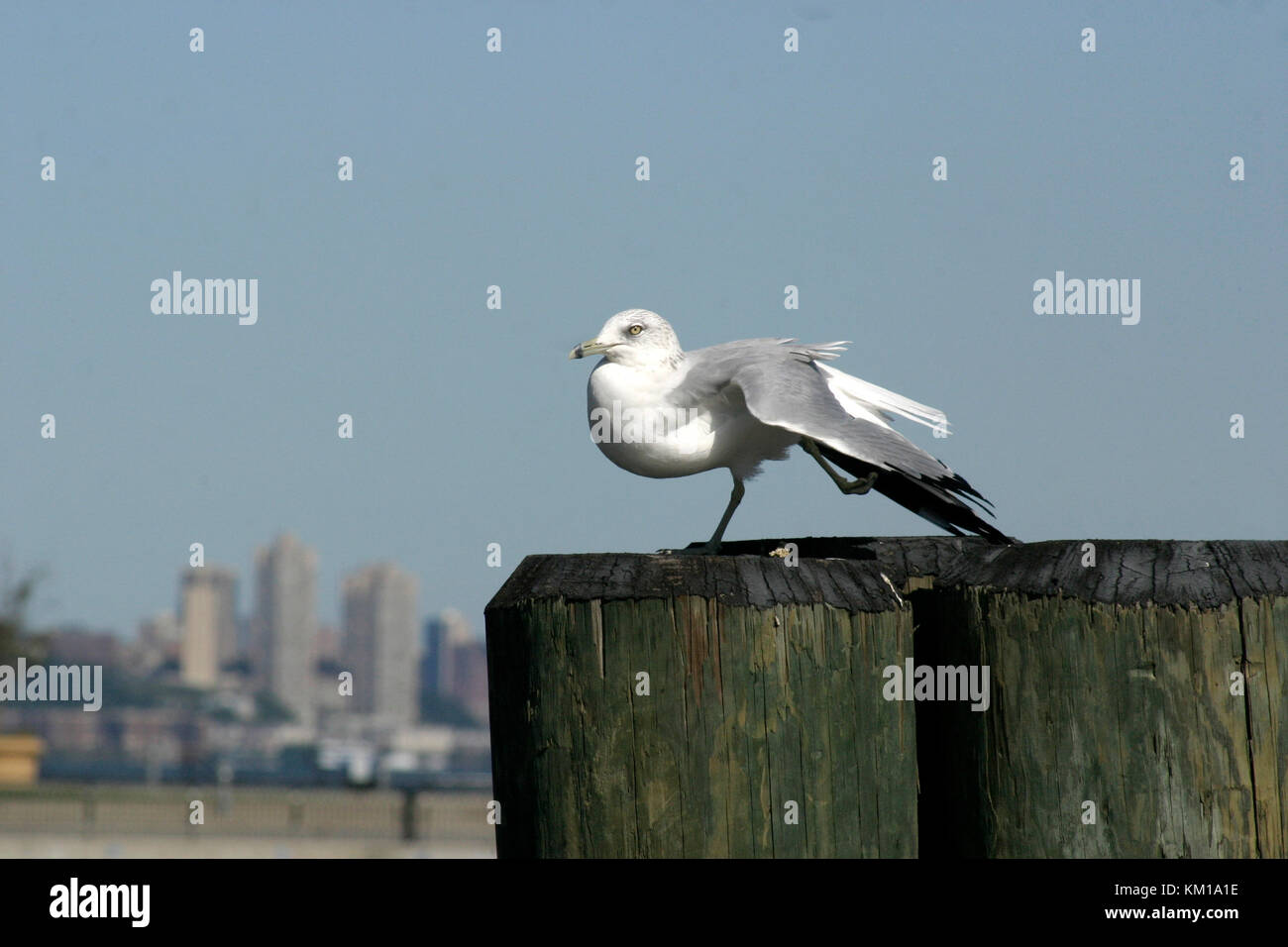Seagull on the dock by the Hudson River, NY, USA Stock Photo - Alamy