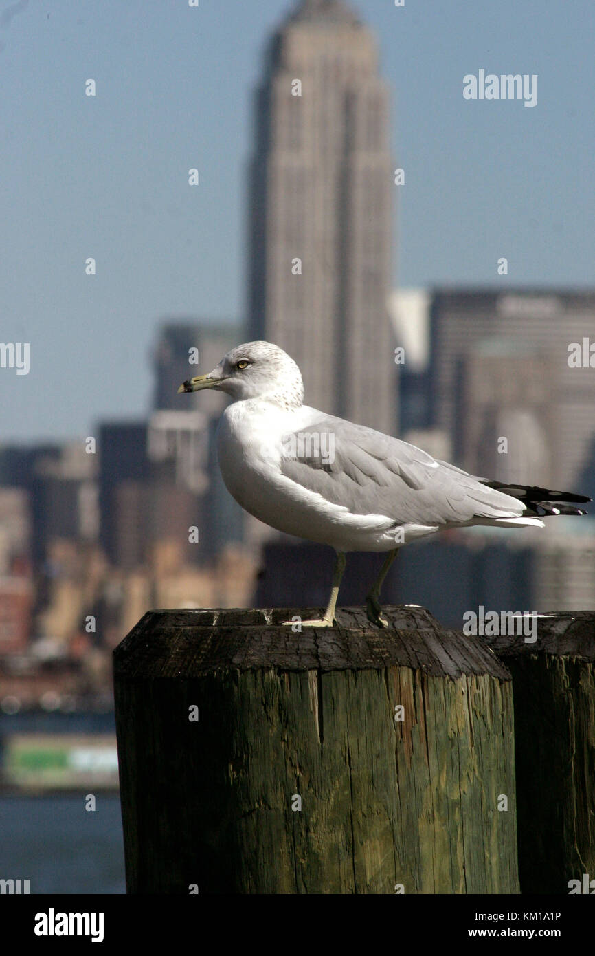 Seagull on the dock by the Hudson River, NY, USA Stock Photo - Alamy