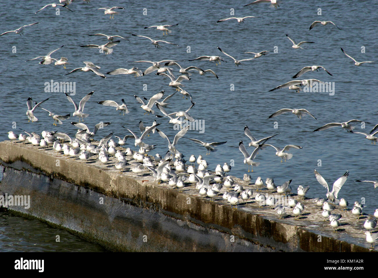 Large group of seabirds hi-res stock photography and images - Alamy