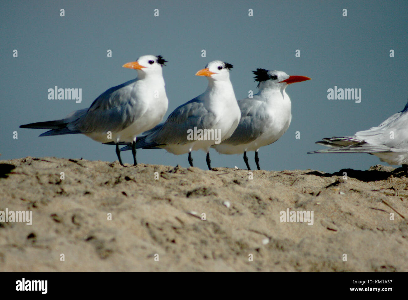 Terns on the beach in California, USA Stock Photo - Alamy
