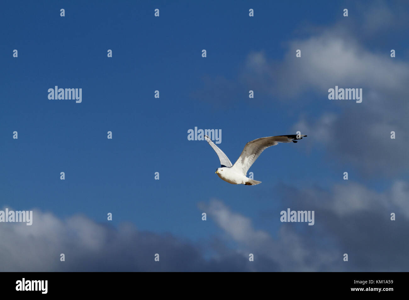 Gull in flight Stock Photo - Alamy