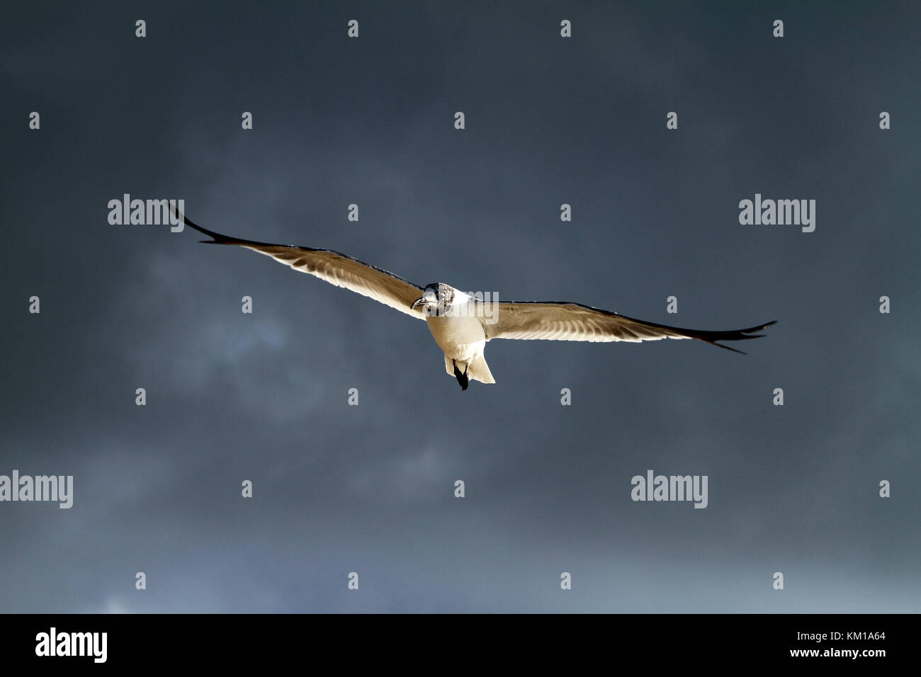 Gull in flight Stock Photo - Alamy