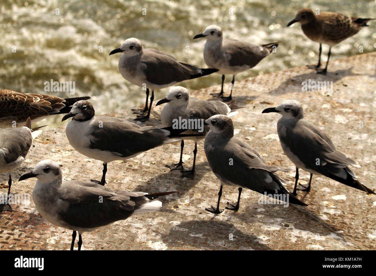 Colony of seagulls at Virginia Beach, USA Stock Photo - Alamy