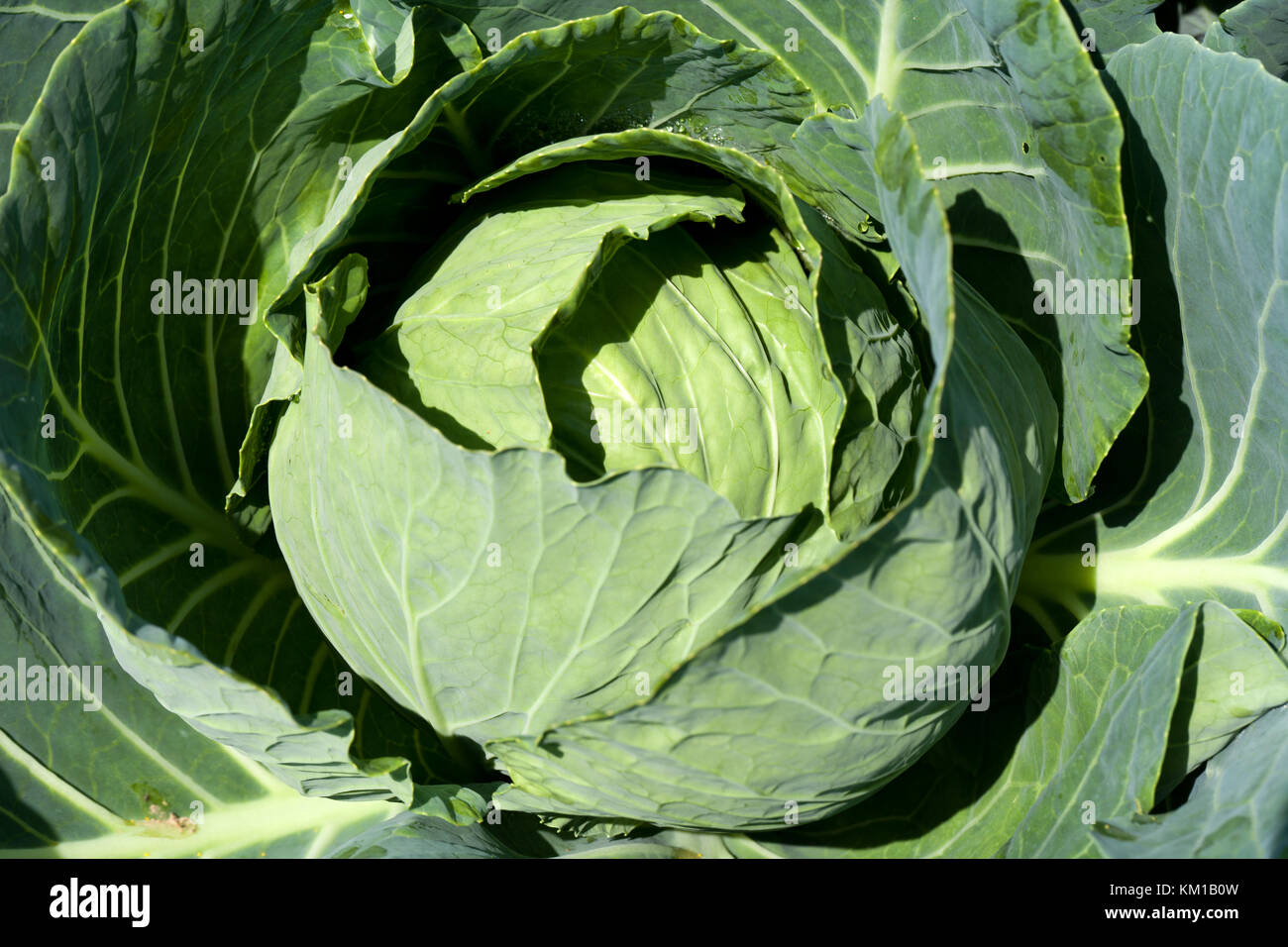 White cabbage head in a field Stock Photo - Alamy