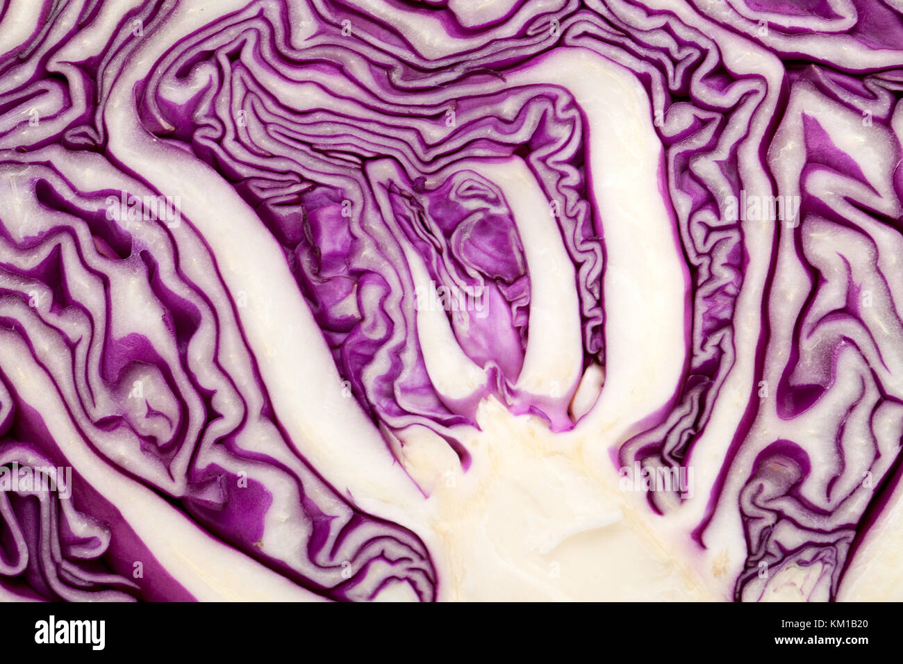 Red Cabbage cross section on White Background Stock Photo - Alamy