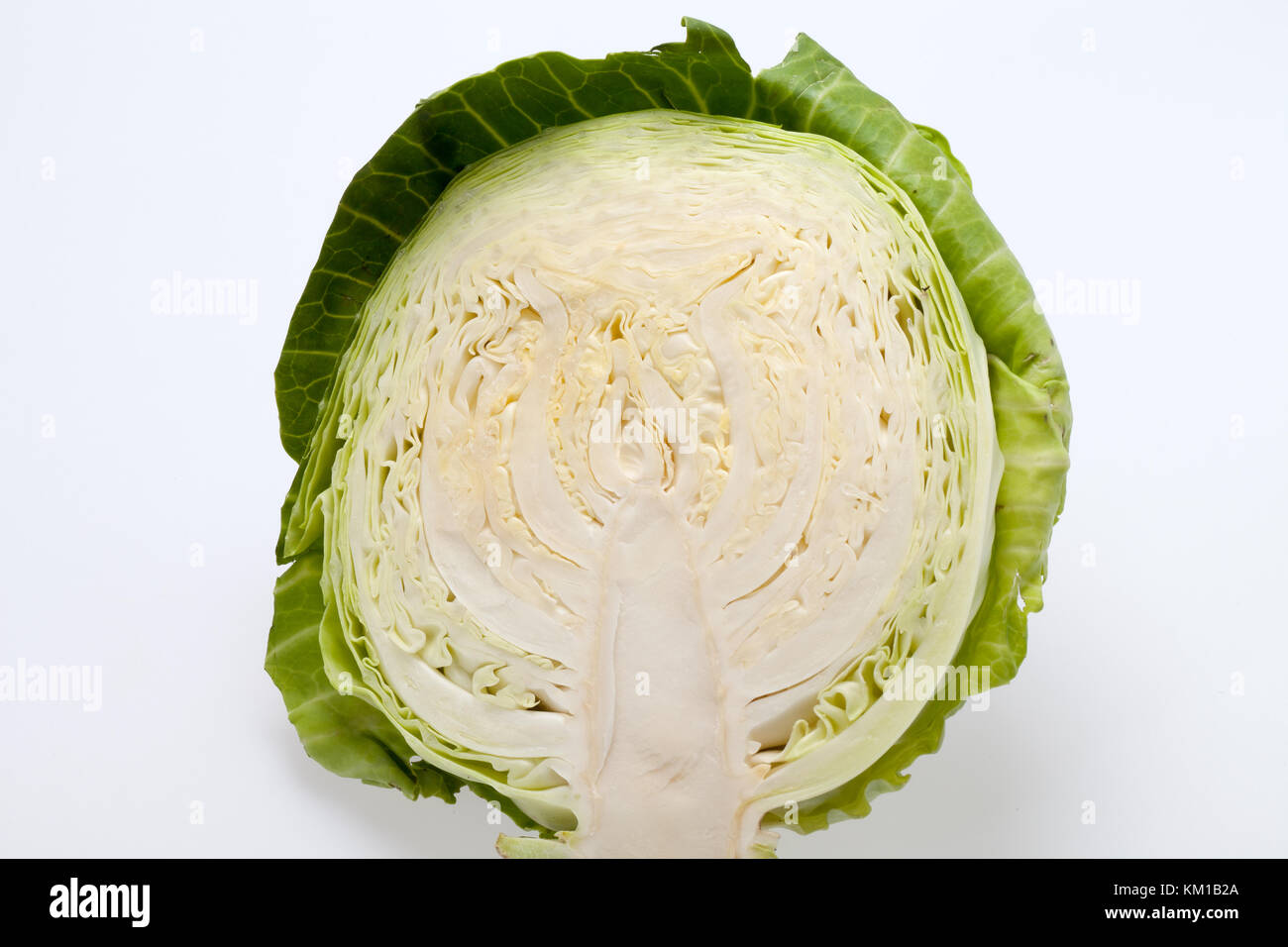 White Cabbage cross section on White Background Stock Photo - Alamy