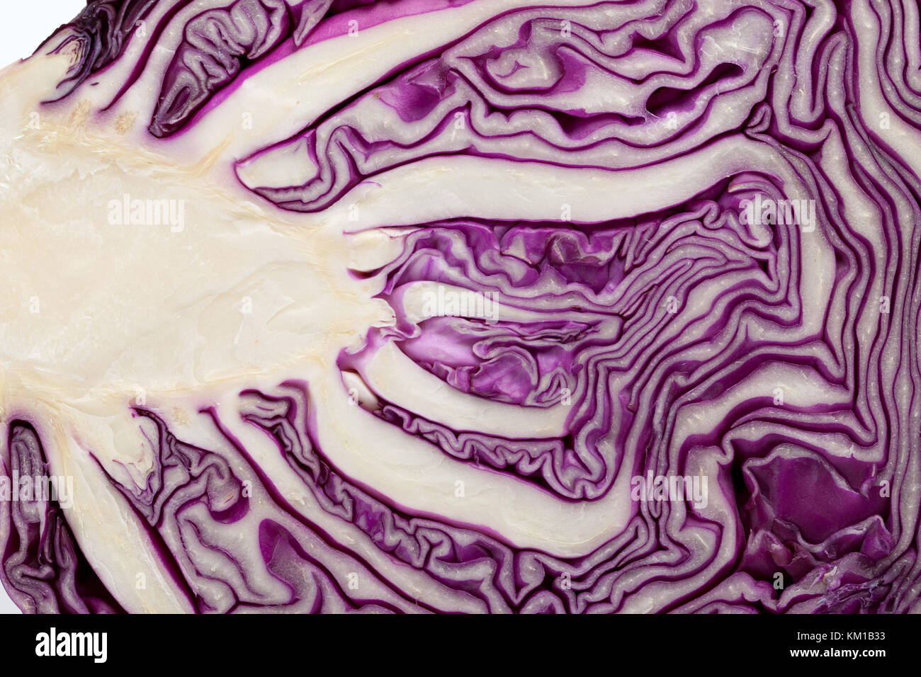 Red Cabbage cross section on White Background Stock Photo - Alamy