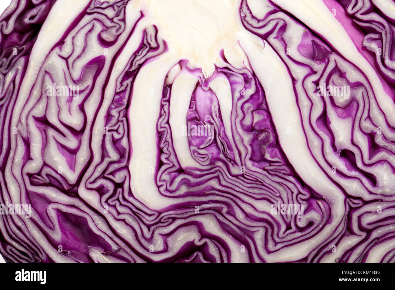 Red Cabbage cross section on White Background Stock Photo - Alamy