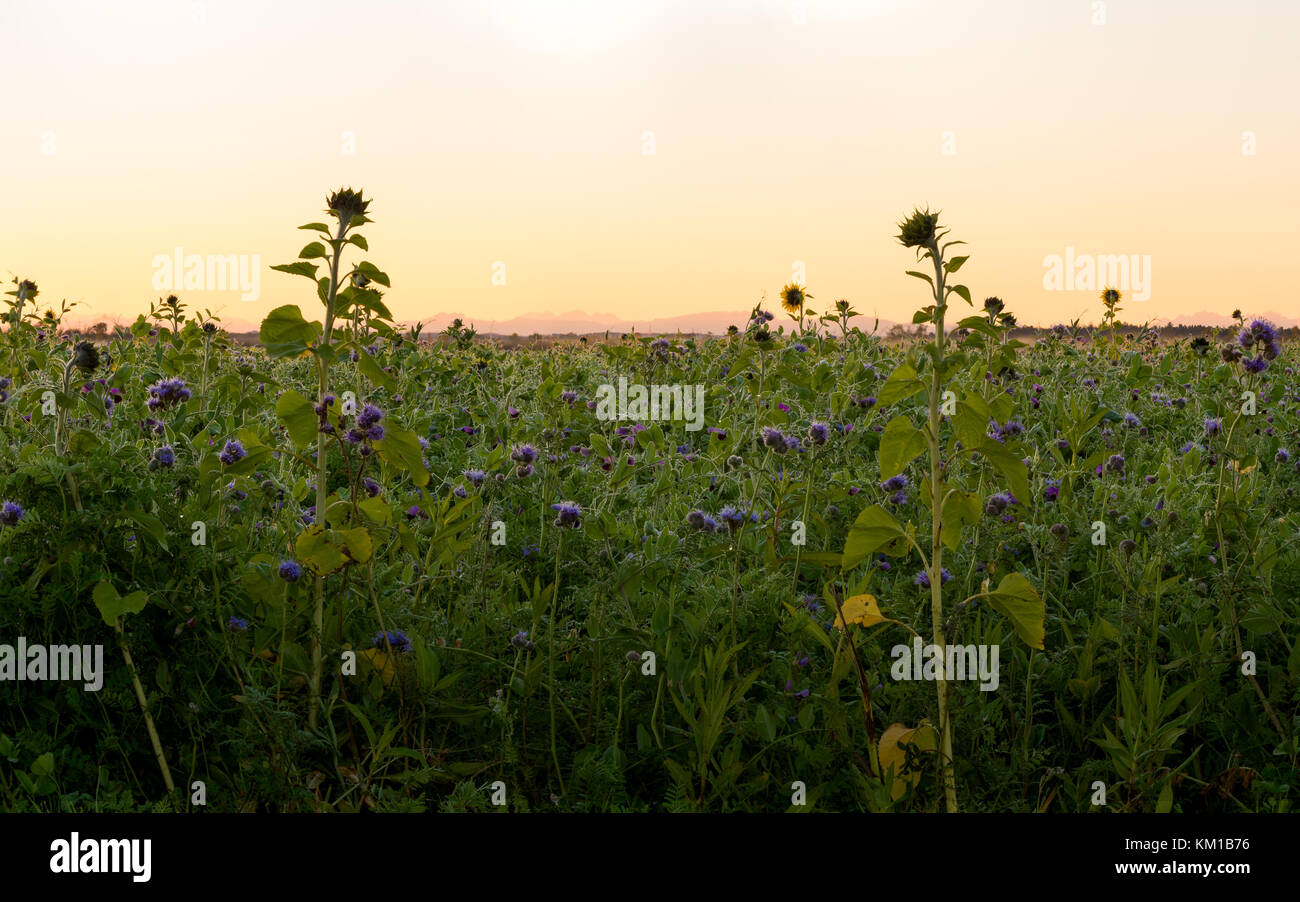 The early morning sun rising of a crop field with some tall sunflowers ...