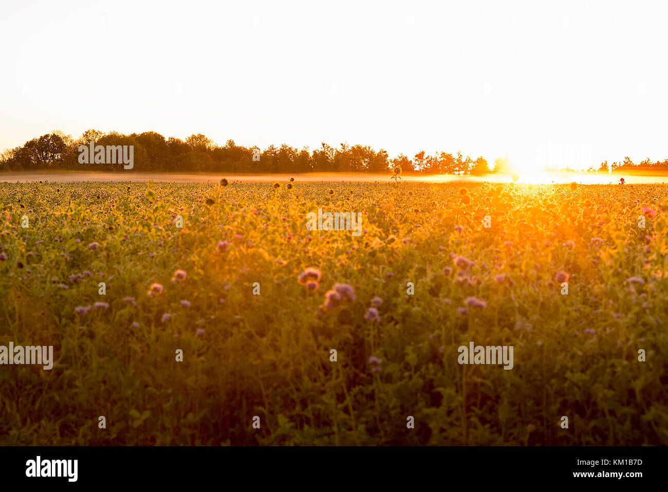 The early morning sun rising of a crop field with some tall sunflowers ...