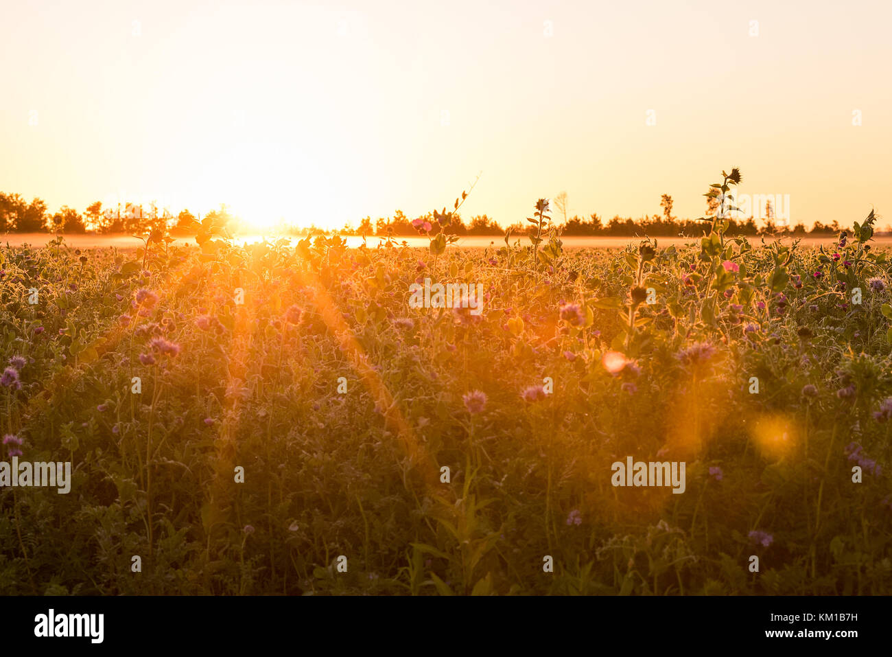The early morning sun rising of a crop field with some tall sunflowers ...