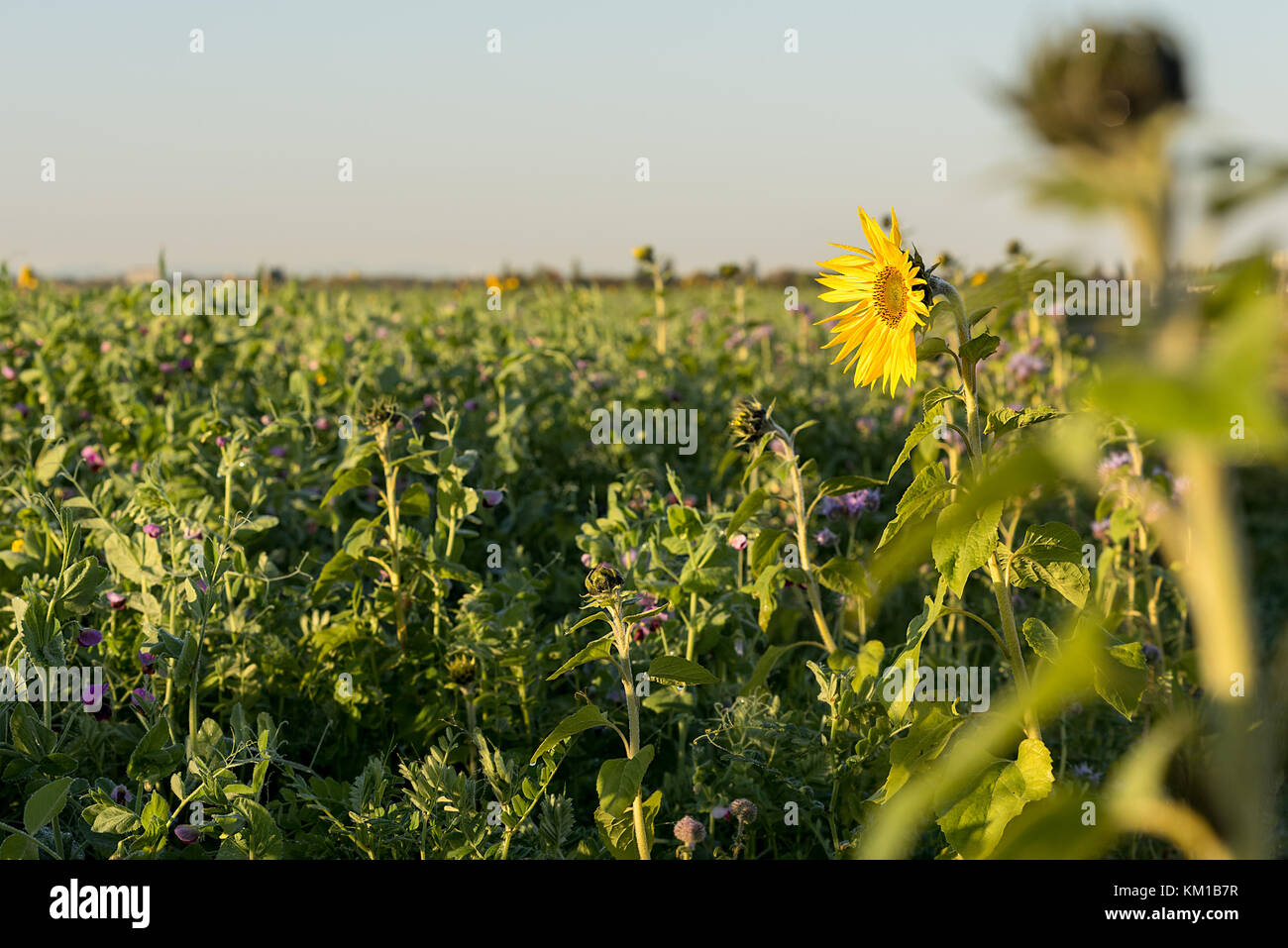 Tall sunflower hi-res stock photography and images - Alamy