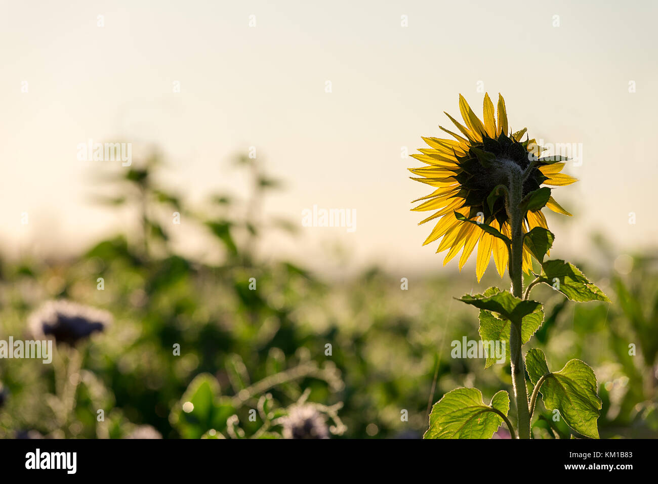 A tall sunflower plant in a field of crops soaking up the early morning ...